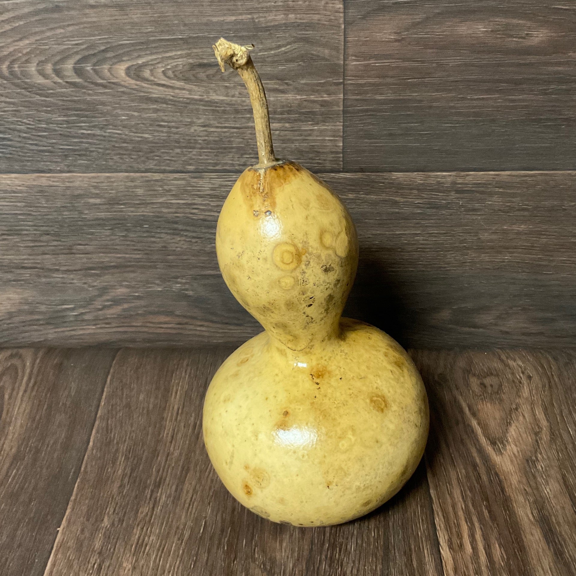 Dried Gourd (natural) with seeds | Howey Homestead